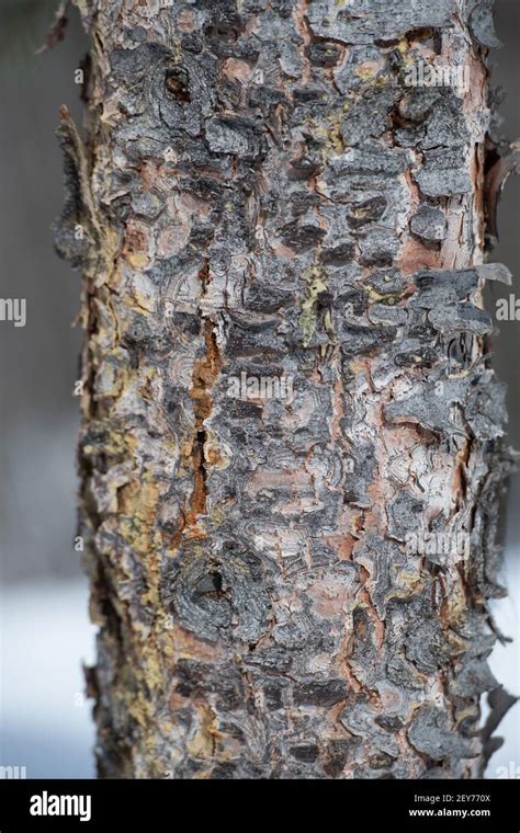 Close Up Of Tree Bark Rough Textured Surface Vertical Format Rugged Bark Of Tree Protection Grey