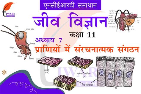 एनसीईआरटी समाधान कक्षा 11 जीव विज्ञान अध्याय 7 प्राणियों में संगठन