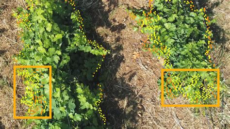 Farmair Blog Early Plant Stress Detection Preventing Disease Spread