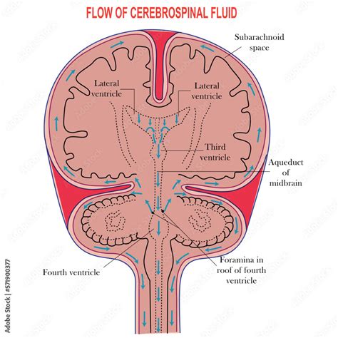 Vetor De Diagram Illustrating Cerebrospinal Fluid Csf In The Brain Ventricles In The Brain