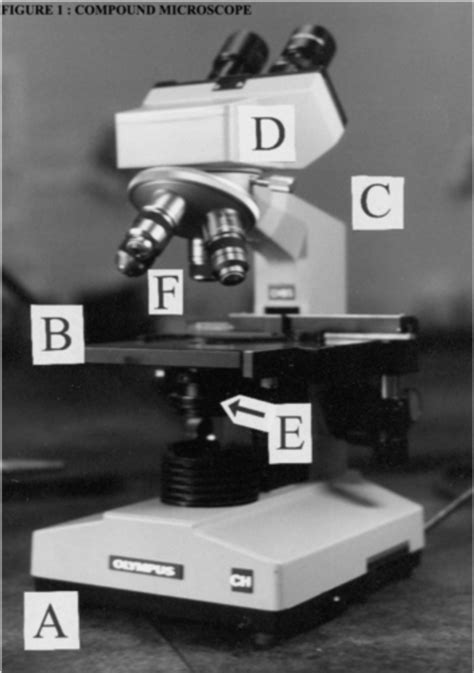 Microscope Diagram Quizlet