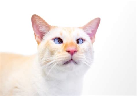 Crossed Eyes Siamese Cats At Leonard Gagliano Blog