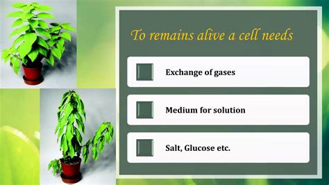 Diffusion Osmosis PPT