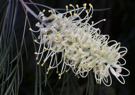 What Is A Whip Plant At Joan Fleming Blog