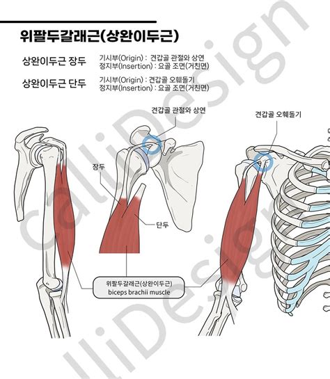 의학그림 메디컬 일러스트 Callidesign On Instagram 함께근육공부 시즌2 근육별기시정지 위팔두갈래근상완이두근 기시정지 캘리디자인 메디컬일러스트와 함께