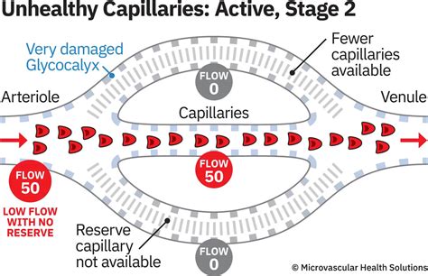 How Healthy Capillaries Deliver Nutrients NuLife Sciences