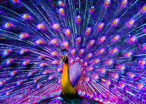Real Purple Peacocks