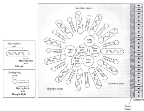 Liver Function 2 Lecture 11 Flashcards Quizlet