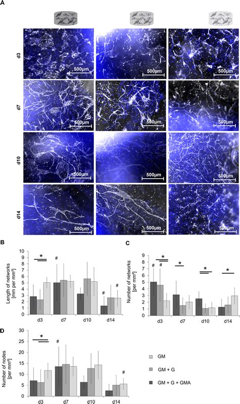 Qualitative And Quantitative Analysis Of Capillary Like Structures In Download Scientific
