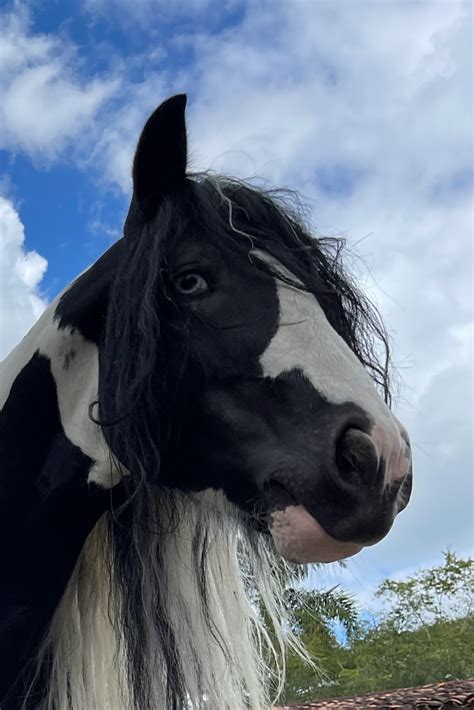 Caballo Gitano