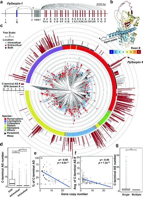 Alternative Splicing As Gene Duplication Gd And Domain Duplication