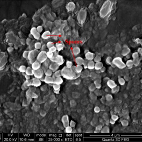 Sem Micrograph Of Microbial Spores Download Scientific Diagram