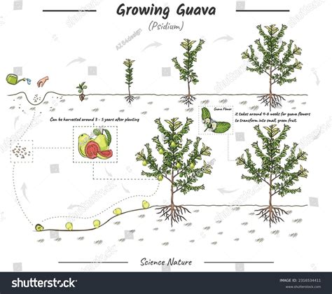 Guava Tree Growth Stages Infographic Elements เวกเตอรสตอก ปลอดคาลขสทธ