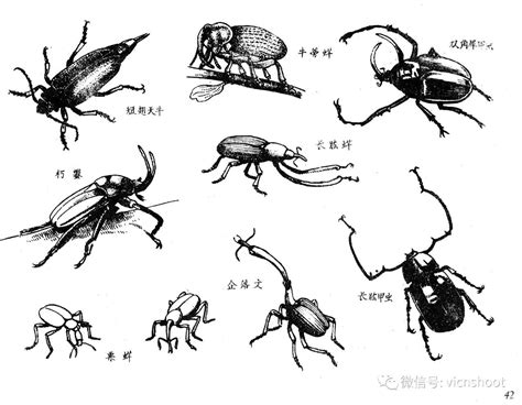 昆虫线描黑白 昆虫黑白线描画 昆虫线描 第11页 大山谷图库