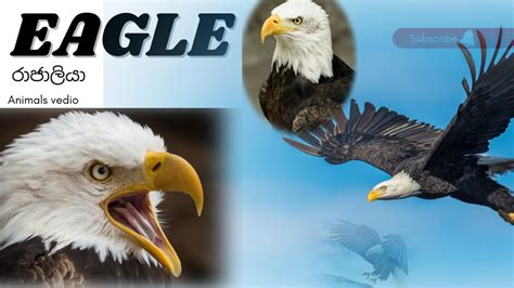 Eagle කුරුලු ලොවේ දැවැන්තයා රාජාලියා About Eagle රාජාලියා ගැන ඔබ මවිත කරන තොරතුරු Wild
