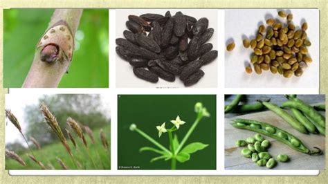 Hemotoxic Plants Pptx