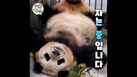 푸바오의 흔한 아침 모습 공개 ㅋㅋㅋ