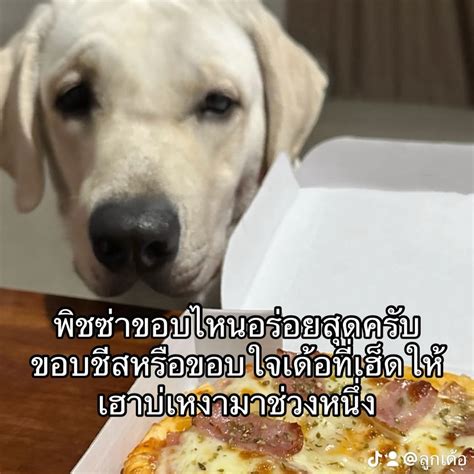 Lukder Jk Labrador • Instagram Photos And Videos