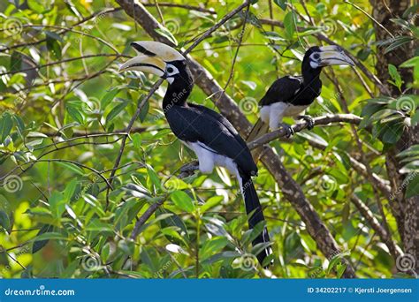 Oriental Pied Hornbill Royalty Free Stock Image