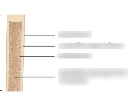 MSK Lectures Diagram Quizlet