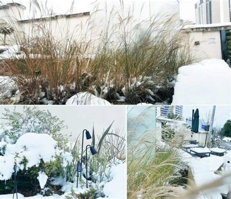 公司小院雪景 工程案例