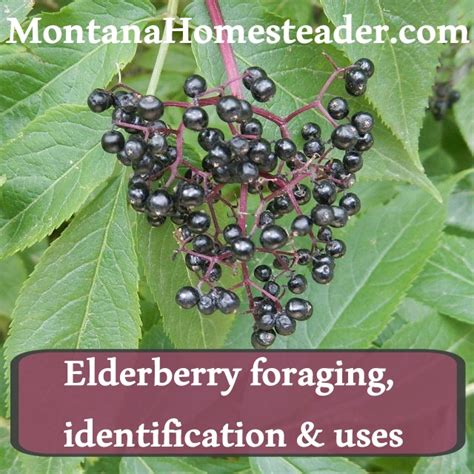 Elderberry Foraging Identification Uses Artofit