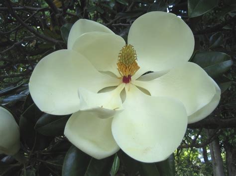 天仰ぎ泰山木の花ひらく 写真俳句ブログ