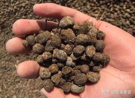 羊粪如何来发酵成有机肥？按照4个步骤发酵，腐熟快还不臭 知乎