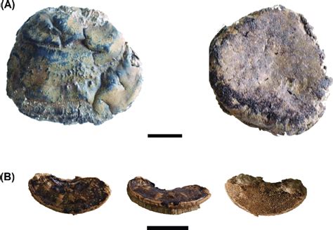 Ganoderma Adspersum Remains With Evidence Of Manipulation Download Scientific Diagram
