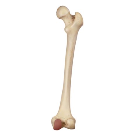 Det Skeletala Systemet Flashcards Quizlet