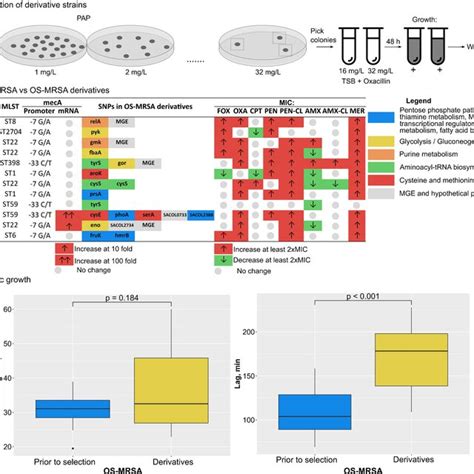 Genotypic And Phenotypic Features Of The Os Mrsa Derivatives A Scheme Download Scientific