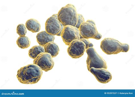 Pathogenic Yeast Fungus Cryptococcus Stock Illustration Illustration