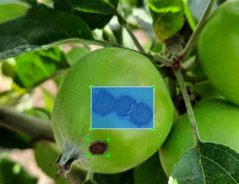 Apple Scab Detection Using Pytorch Faster Rcnn