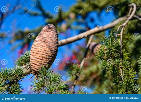 Lebanese Cedar Cedrus Libani Young Shoot With Needles Stock Image