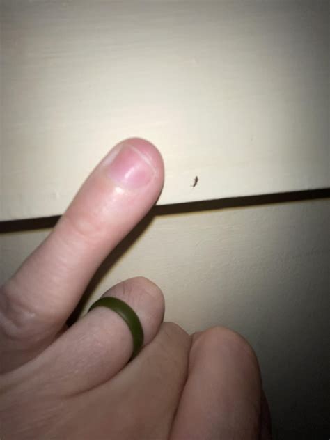 Found Hundreds In Open Cat Food Container They Have Nested Behind