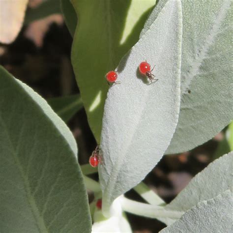 Tiny Red Bug BugGuide Net