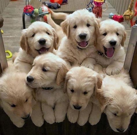 כלבים גורי גולדן רטריבר מדהימים בני מודעה 1075677