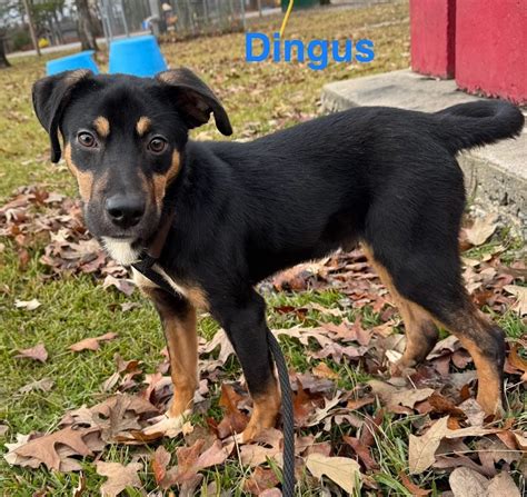 Pine Name Dingus Breed Mixed Age Or Approx Dob Young 01 01 2024 Size Small Height 22