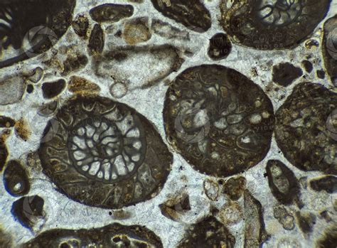 Bioclastic Limestone Fossil Thin Section In Plane Polarized Light 32x Bioclastic Limestone