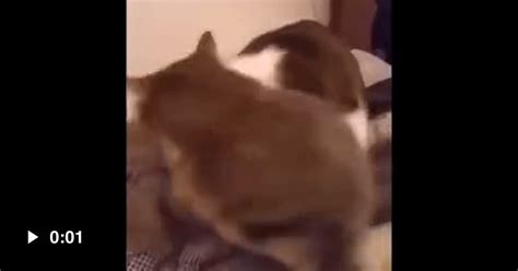 Tom Scream Added 9gag