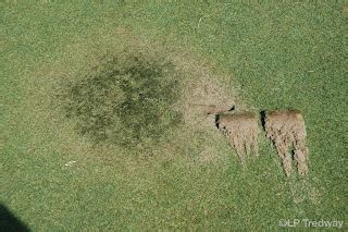 Turfgrass Disease Updates For Golf Courses Prevention Of Pythium Root Dysfunction In Bentgrass