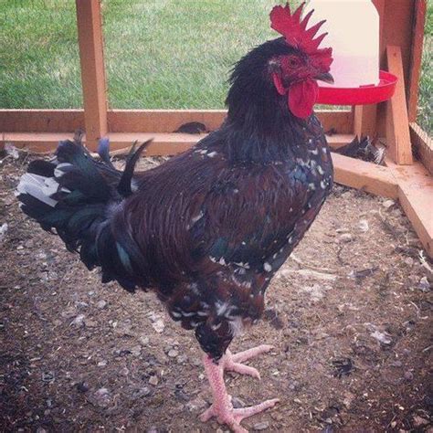 Ap P1 Lecture 5 Vectors Educreations