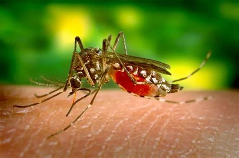 Alerta Por Dengue Aumenta El Riesgo De Contagio Por Las Altas