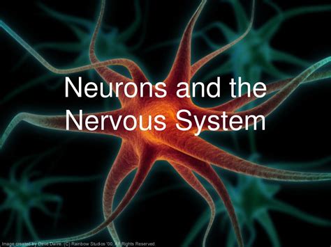 Ppt Nervous System Neurons Brain And Communication Powerpoint Presentation Id9606176