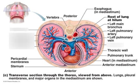 Functional Anatomy Of The Respiratory System Diagram Quizlet