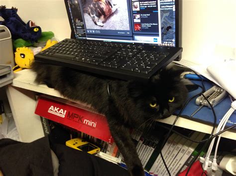 Revenge of the keyboard : r/StuffOnCats