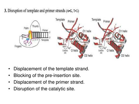 Ppt Structures Of Mismatch Replication Errors Observed In A Dna