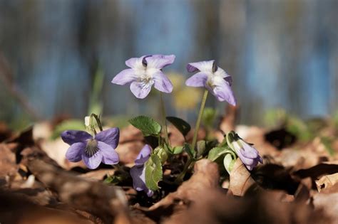 Violette Volynka Hermès The Violet Of My Dreams ~ Fragrance Reviews