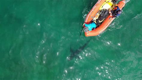 Csulb Shark Labs Early Warning System Is In Danger Theyre Asking For Help • Long Beach Post News