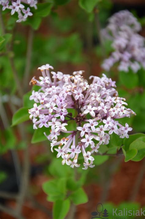 Syringa Meyeri Palibin Lilak Meyera